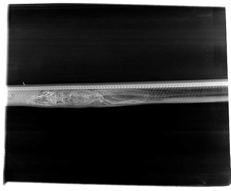 Invasion Of The Giant Pythons Photos Python Digesting An Alligator