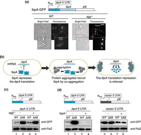 Ibpa Self‐represses Ibpa Expression A Localization Of Ibpa‐gfp In E