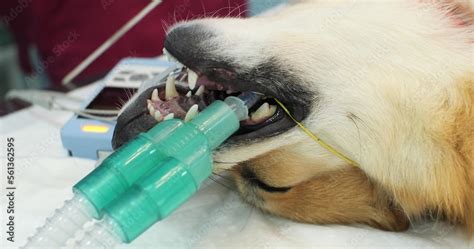 Anesthetized dog lies on the operating table connected through tubes to a gas anesthesia machine ...
