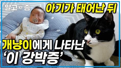 집사는 24시간 육아전쟁 중 사람 좋아하는 개냥이 아기가 태어난 뒤 보이는 이상행동 강박증이라는 충격적 진단받은 고양이┃고양이를 부탁해┃알고e즘 Youtube