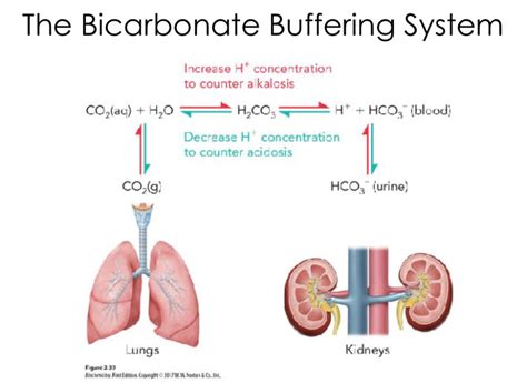 Solved The Bicarbonate Buffering System Increase H Nursing School