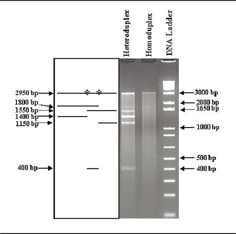 Figure 1 From Mutation Detection Using Surveyor Tm Nuclease Semantic