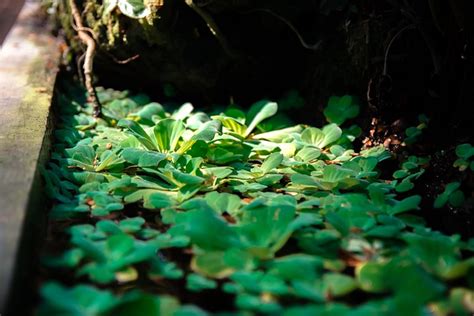 Tree Art River Free Photo On Pixabay Pixabay