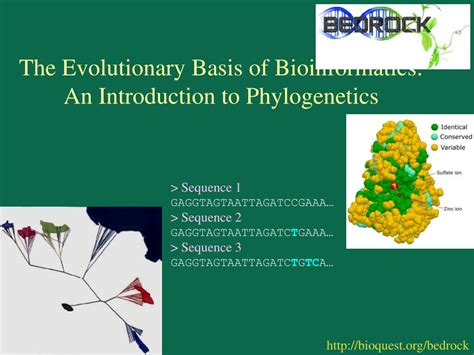 Ppt The Evolutionary Basis Of Bioinformatics An Introduction To