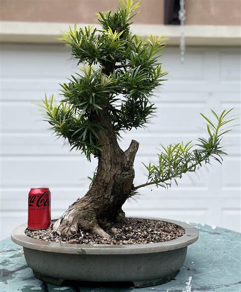 2024 Gnobs Auction Trees The Greater New Orleans Bonsai Society