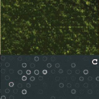 Examples Of Microarray Images A CDNA Spotted Microarray B Download Scientific Diagram
