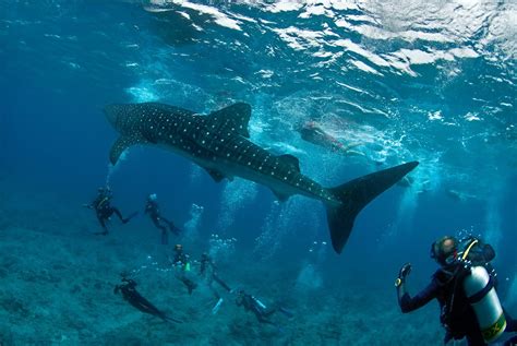 Maldives Liveaboard Diving Explorer Ventures