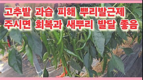 고추밭 과습 피해 뿌리발근제 주시면 회복과 새뿌리 발달 좋음고추 한포기에 한근 이상 수확 달성에 도움이 되는 방법농사의신 Youtube