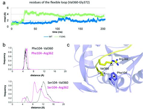 Molecular Dynamics Simulations On The Wt Enzyme And The F104s Mutant Download Scientific