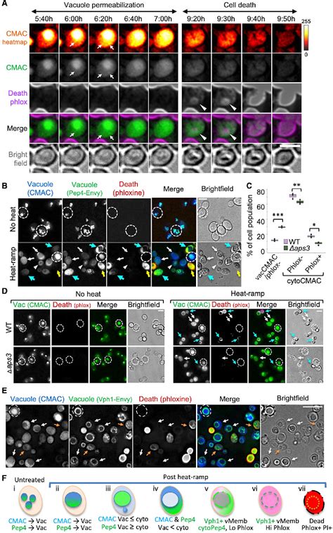 Figure 3 From Yeast Cell Death Pathway Requiring Ap 3 Vesicle Trafficking Leads To Vacuole