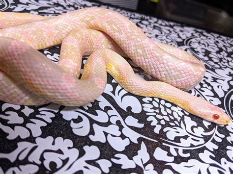 Corn Snake Pink