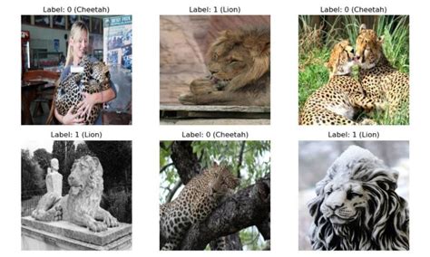 Pytorch Image Classification Tutorial For Beginners Towards Data Science