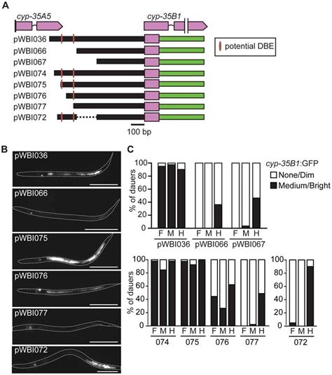 Identification Of Cis Regulatory Modules Crm For Dauer Cyp 35b1gfp Download Scientific