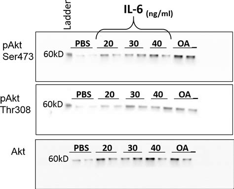Download In Vitro Bioactivity In Cell Culture Recombinant Human In