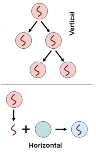 Chapter 7 Genomes And Chromosomes Flashcards Quizlet