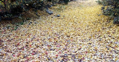 걷는 맛 제대로 이 가을이 가기 전에 꼭 가야할 누리길