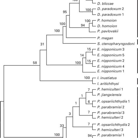 Bayesian Tree Resulting From Analysis Of The Complete Its 2 Rdna
