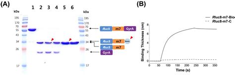 Detection Of Matrix Metalloproteinase Activity By Bioluminescence Via Intein Mediated