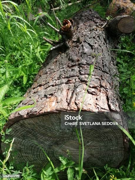 톱 나무 줄기 나무는 숲에서 그루터기로 절단되었다 톱에 놓인 소나무의 장작이 바닥에 놓여 있습니다 0명에 대한 스톡 사진 및 기타 이미지 Istock