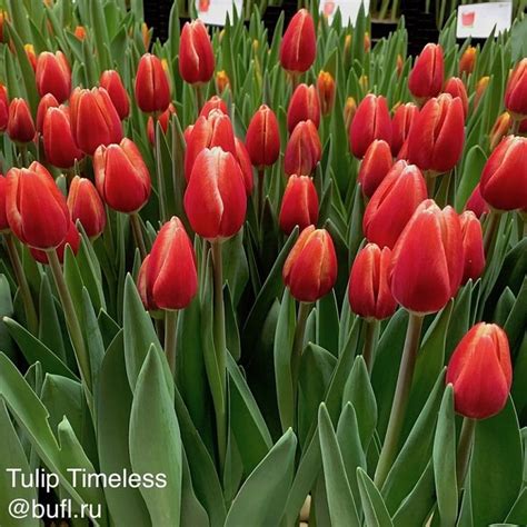 Tulip Timeless авторское фото BUFL.RU | Тюльпаны