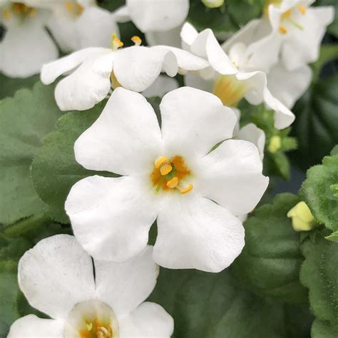 Bacopa Megacopa White Garden Footprints