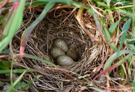 Bird Nesting Season 2024 Banstead Commons Conservators