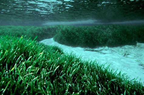 Seagrass Ecosystem Services Grass Roots Biology