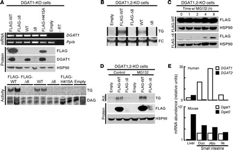 Dgat1 Mutation Is Linked To A Congenital Diarrheal Disorder Pmc