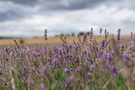 Які квіти треба садити у квітні щоб вони давали пишні суцвіття фото Читайте на Ukr Net