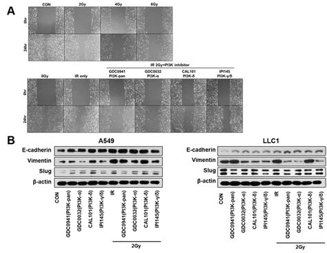 combining radiation with pi3k isoform selective inhibitors regulates