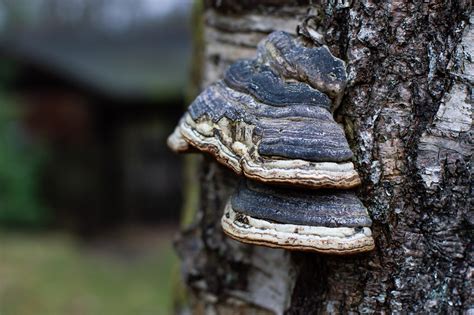 Tree Bark Mushroom Free Photo On Pixabay Pixabay