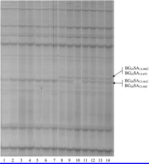 Segregation Of Sequence Related Amplified Polymorphism Srap Markers Download Scientific