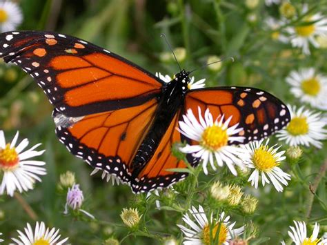 Dedos Con Estilo Manicura De Mariposa Monarca Monarch Butterfly