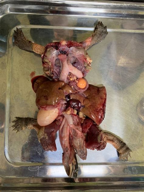 Dissection Of Amboina Box Turtle Cuora Amboinensis R Veterinarypathology