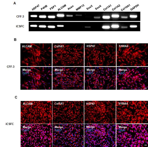 Icsfcs Have Fibroblast Properties A Gene Expression Of Fibroblast