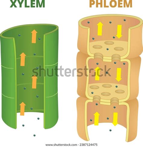 Xylem Cell Diagram Simple