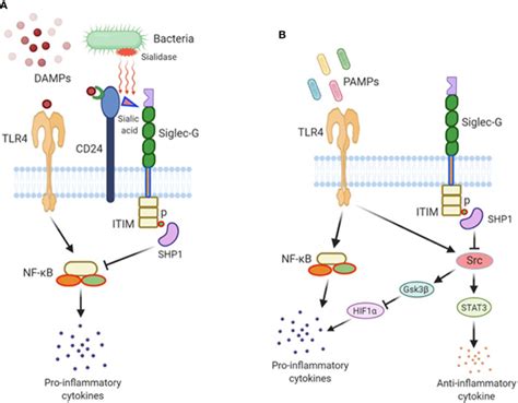 The Role Of Siglec G On Immune Cells In Sepsis Abstract Europe Pmc