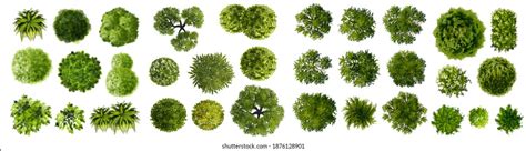 Thousand Plan View Tree Royalty Free Images Stock Photos Pictures Shutterstock