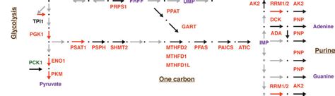 A Schematic Map Demonstrating The Pms Genes In Selected Pathways Download Scientific Diagram