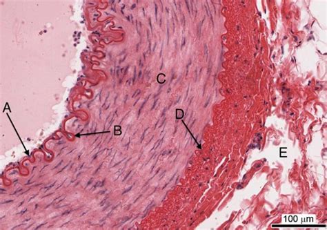 Histology Exam 2 Lect 21 Cardio Flashcards Quizlet