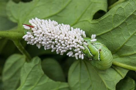 How To Spot And Get Rid Of Tomato Hornworms In The Garden