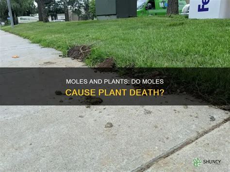 Moles And Plants Do Moles Cause Plant Death Shuncy