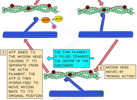 Sliding Filament Model Ib Hl Biology Revision Notes