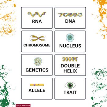 Genetics Match Up Free Flashcards For Exploring Genetic Concepts