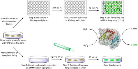 Agar Plate Based Activity Assay For Easy And Fast Screening Of Recombinant Pichia Pastoris