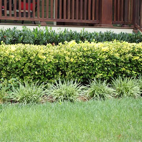 Euonymus Japonicus Hedge