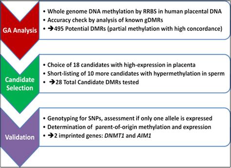 Pipeline For Assessment Of Allele Specific Methylation And Genomic