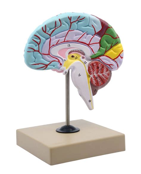 Human Half Brain Model Life Size Cross Section Color Coded