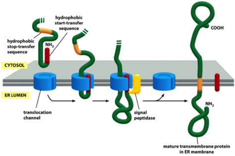 Lec 4 Protein Sorting Ii Flashcards Quizlet