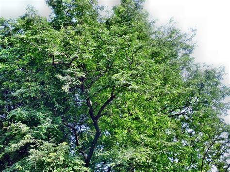 Trees Name In Hindi And English पड क नम हद और इगलश म Pedo Ke Naam